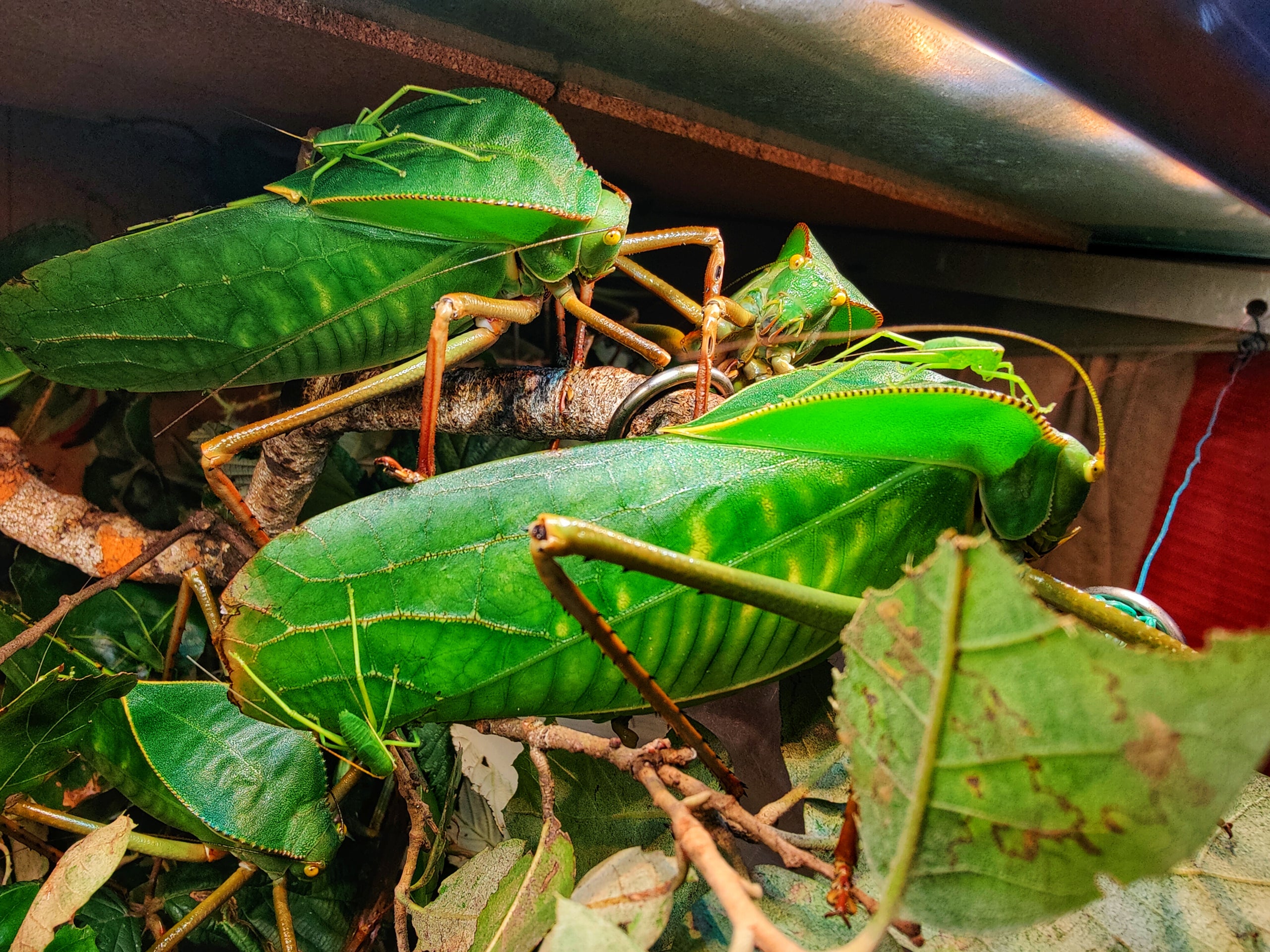 Giant Hooded Katydid - Siliquofera Grandis – Giant Insects UK