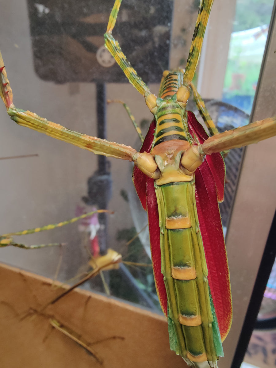 Giant Insects UK