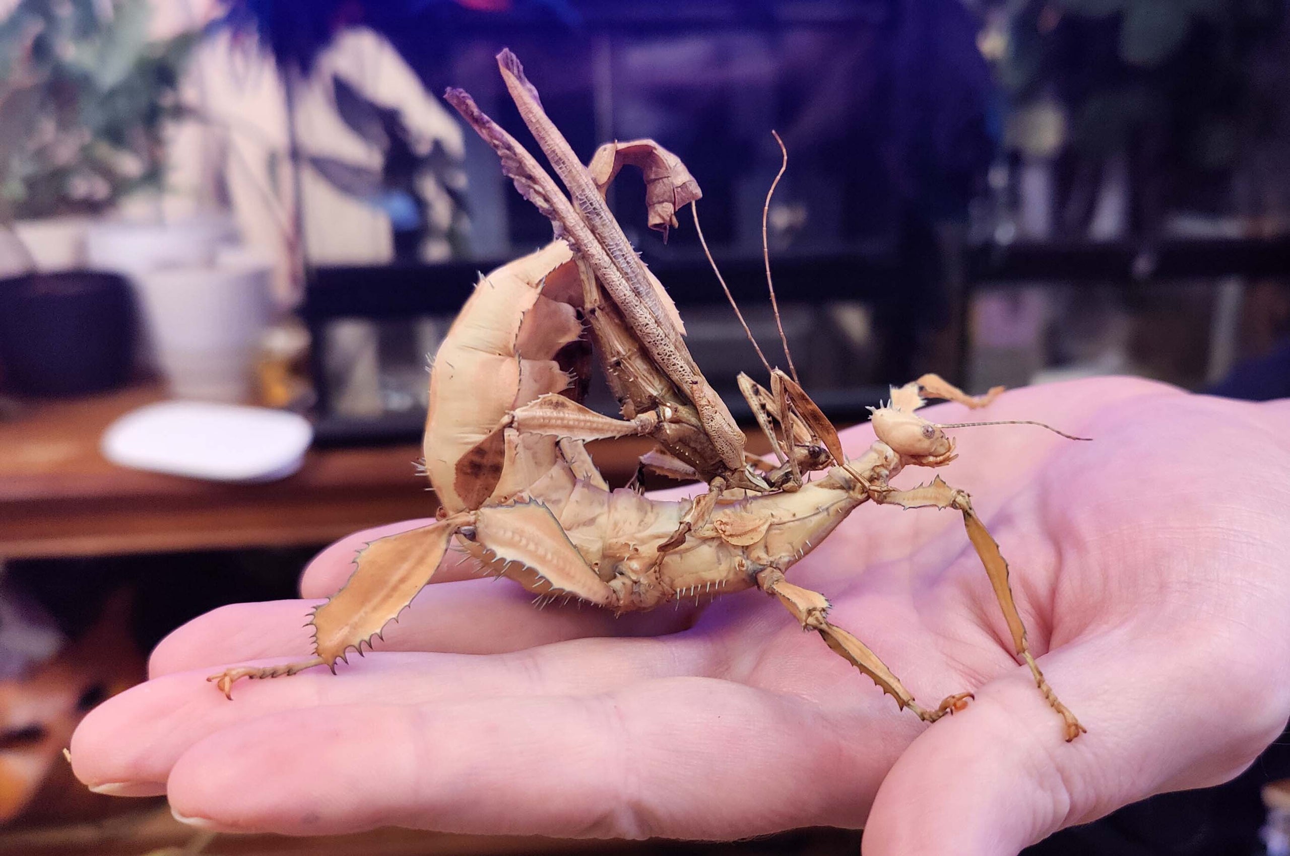 Sexed pair giant prickly stick insect (Extatosoma Tiaratum) Macleay's ...