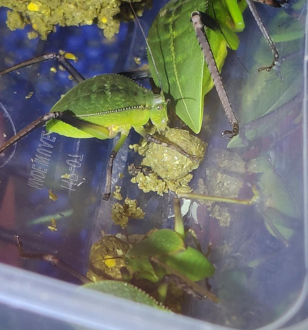 6 Siliquofera Grandis - Giant Hooded Katydids - box of 6 very young on ...
