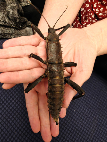 Giant Stick Insects & Katydids for Sale UK – Giant Insects UK